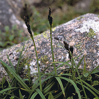 Scandinavian Mountains - Flora and Fauna